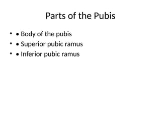 Anatomy_of_the_Pubis_Presentati. on.pptx