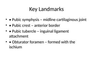 Anatomy_of_the_Pubis_Presentati. on.pptx