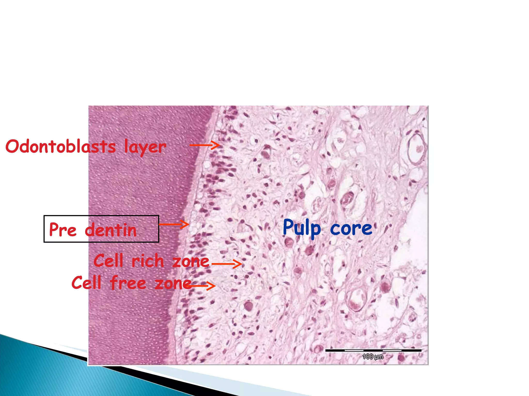 Anatomy of the pulp space | PPT
