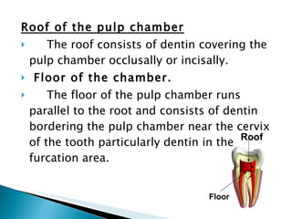 Anatomy of the pulp space | PPT