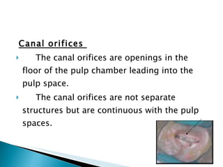 Anatomy of the pulp space | PPT