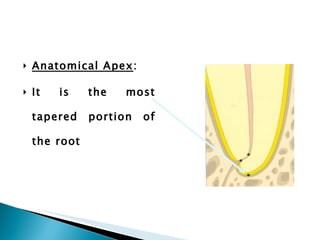 Anatomy of the pulp space | PPT