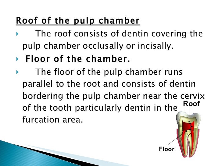 Anatomy of the pulp space