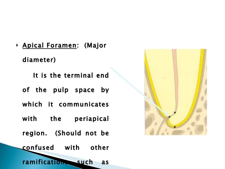 What Is Apical Constriction In Endodontics at Gemma Nock blog