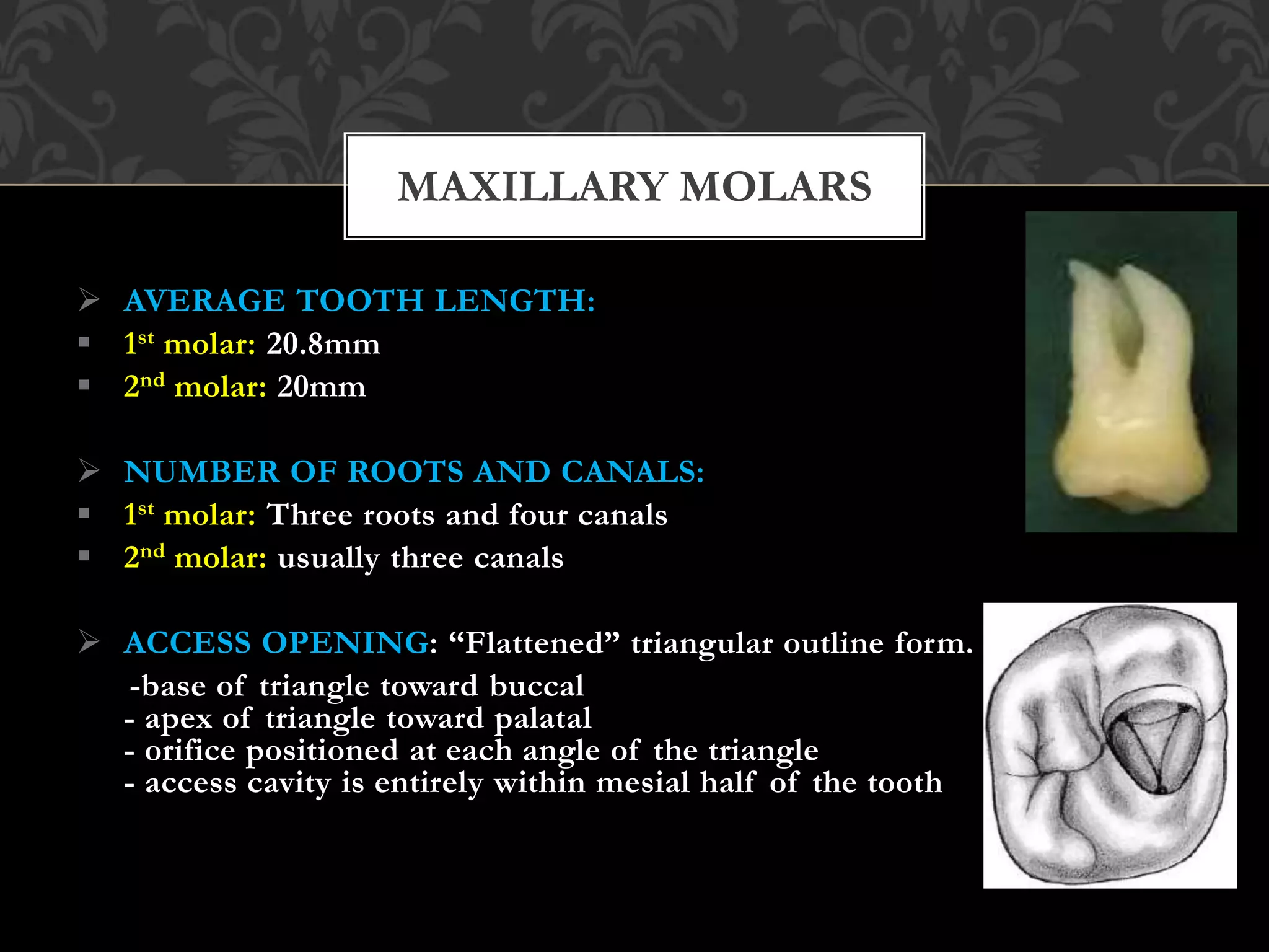 Anatomy of the pulp space and access cavity | PPTX