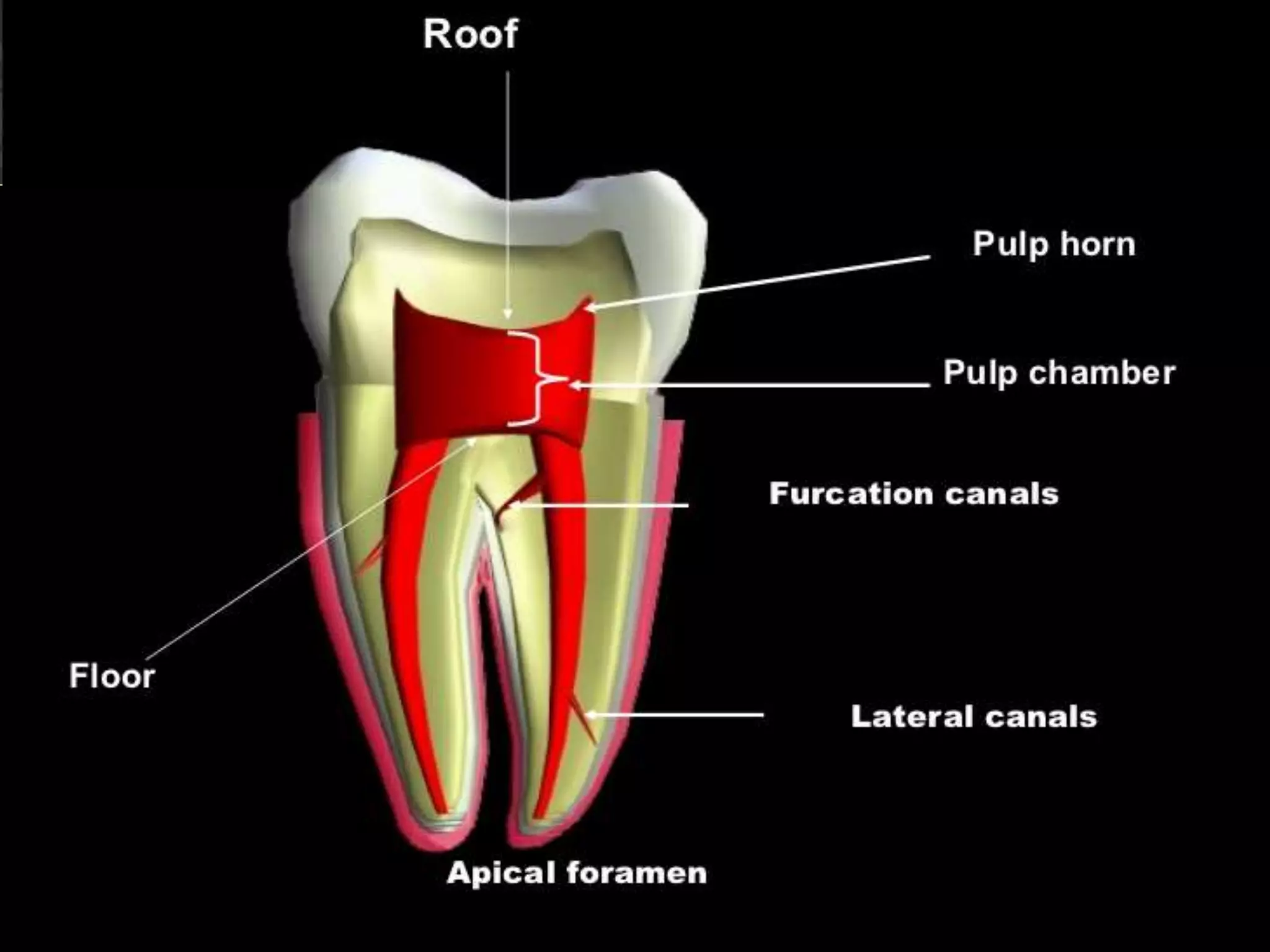 Anatomy of the pulp space and access cavity | PPTX