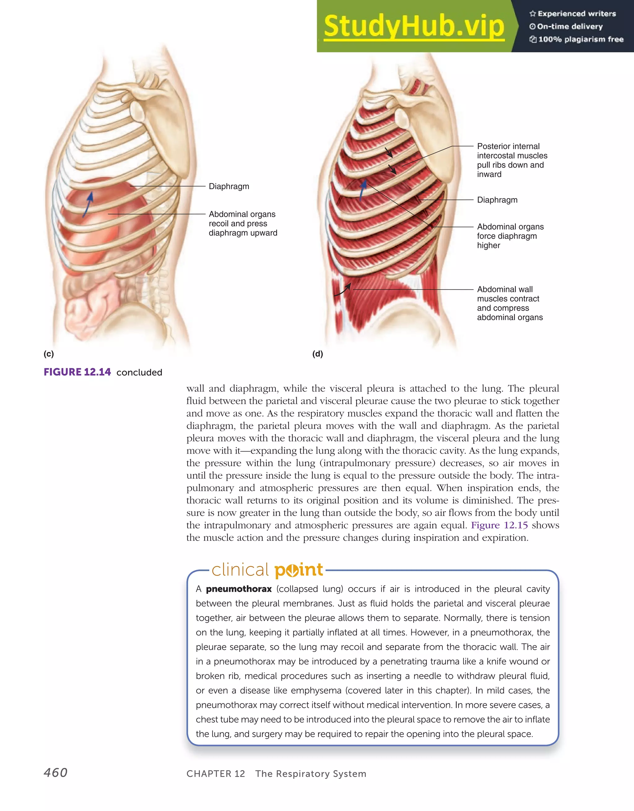Anatomy Of The Respiratory System | PDF