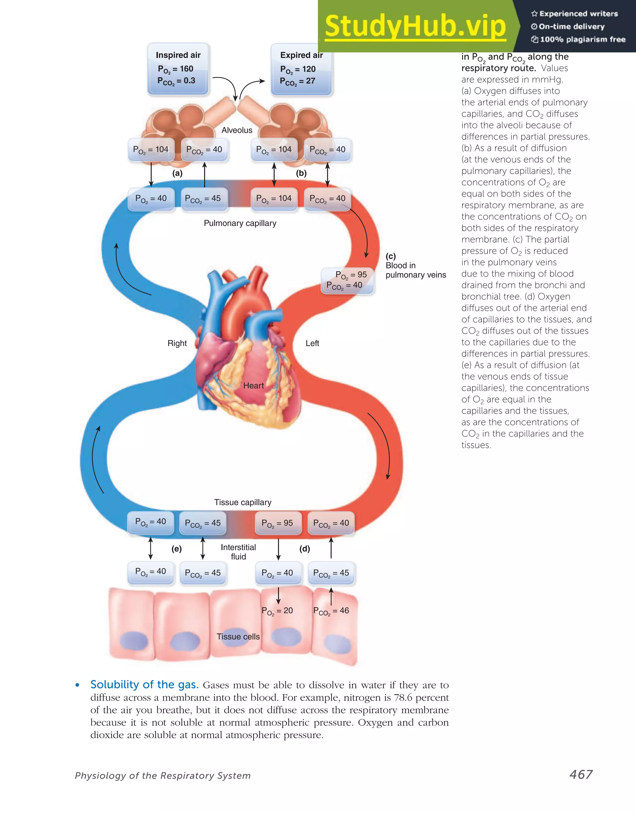 Anatomy Of The Respiratory System | PDF