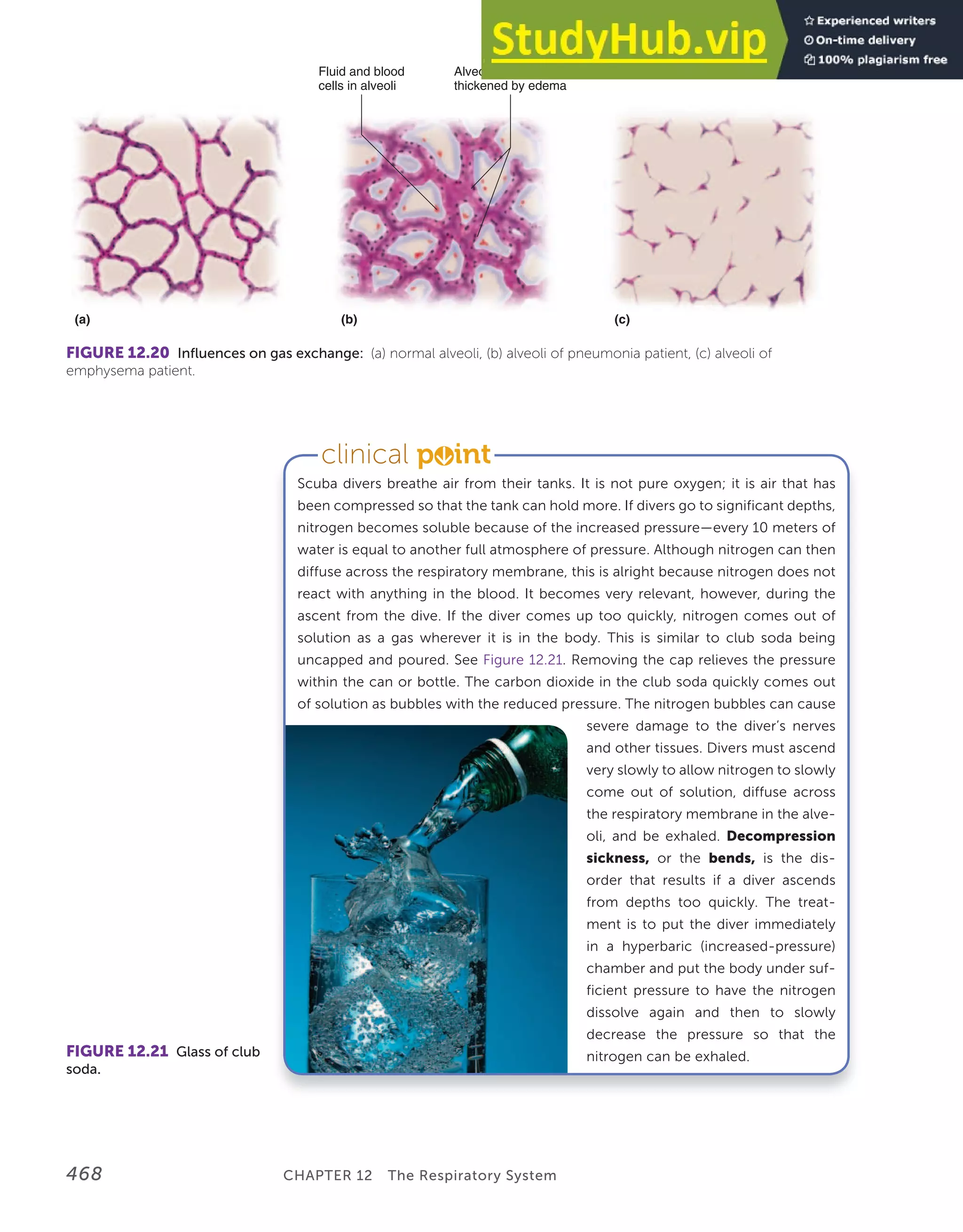 Anatomy Of The Respiratory System | PDF