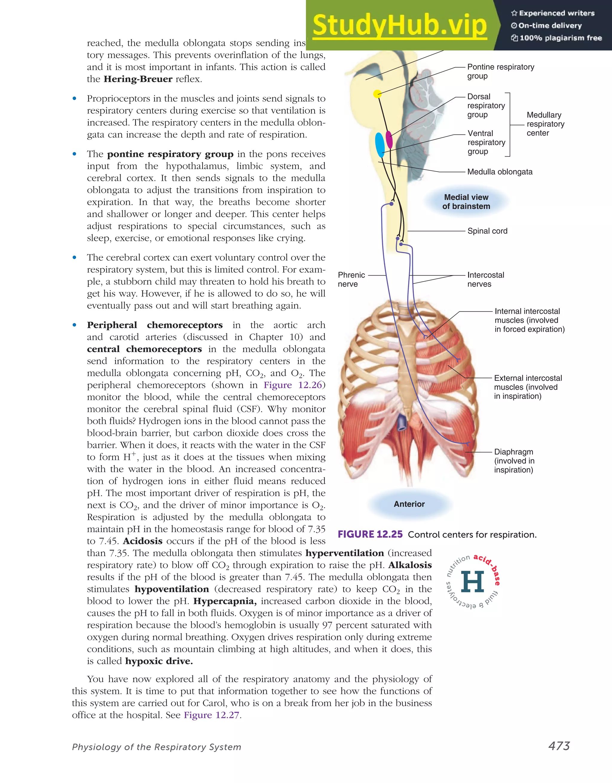Anatomy Of The Respiratory System | PDF