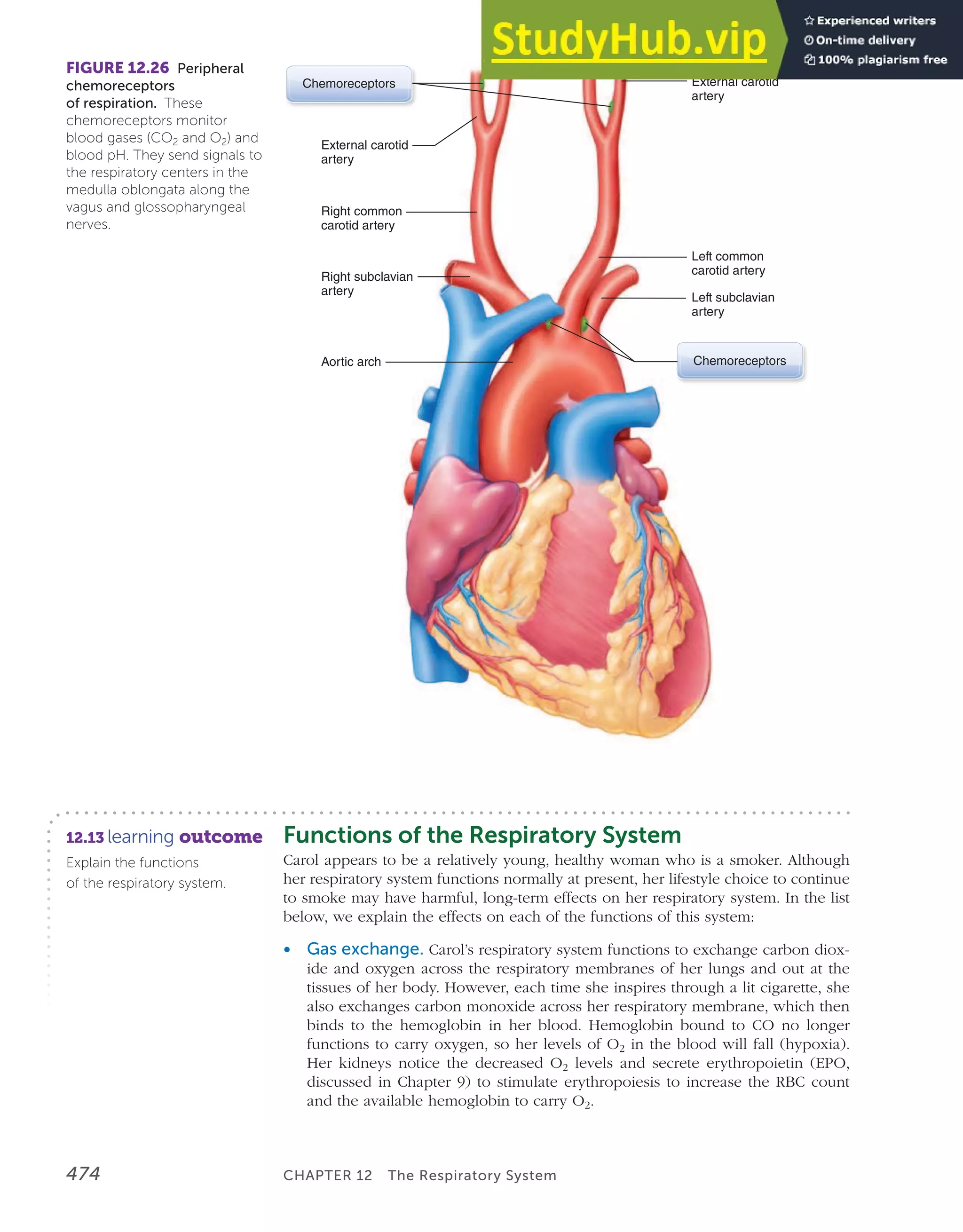 Anatomy Of The Respiratory System | PDF