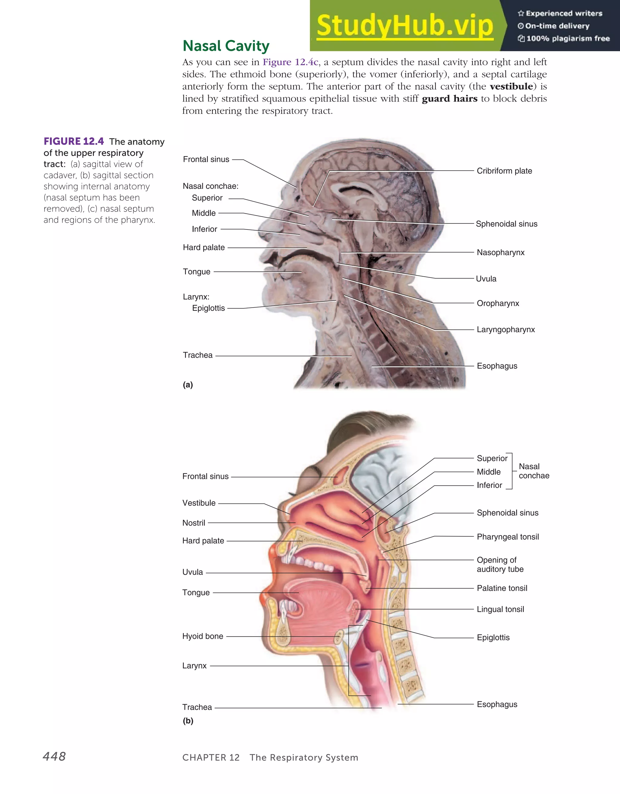 Anatomy Of The Respiratory System | PDF
