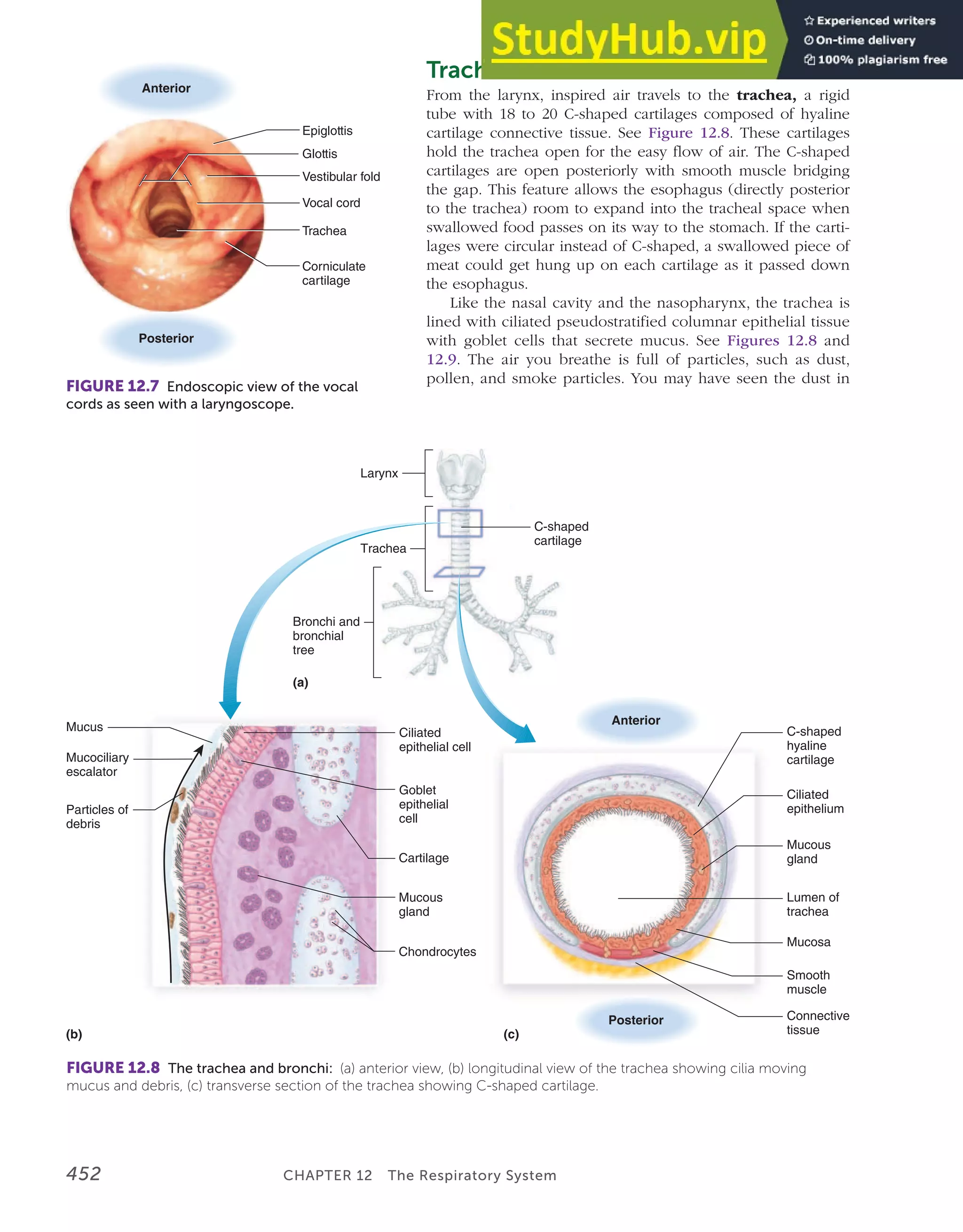 Anatomy Of The Respiratory System | PDF