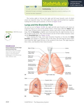 Anatomy Of The Respiratory System | PDF