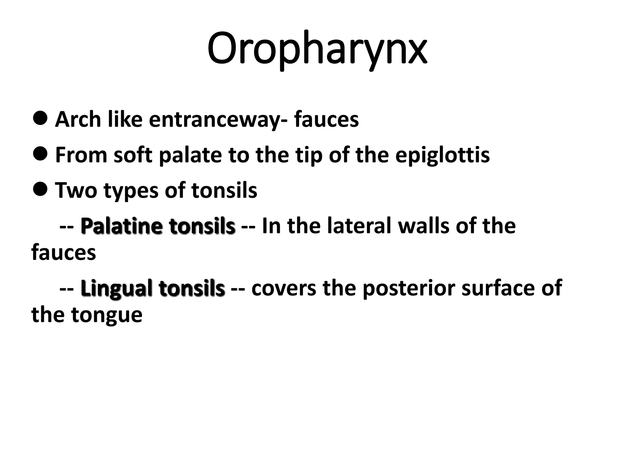 Anatomy of the Respiratory system.pptx