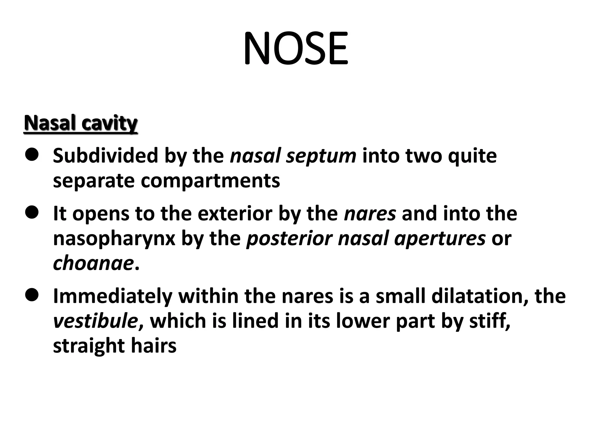 Anatomy of the Respiratory system.pptx