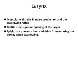 Anatomy of the Respiratory system.pptx