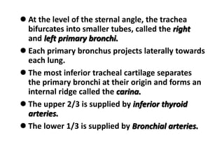 Anatomy of the Respiratory system.pptx