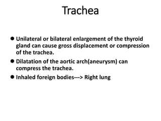 Anatomy of the Respiratory system.pptx