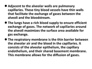 Anatomy of the Respiratory system.pptx