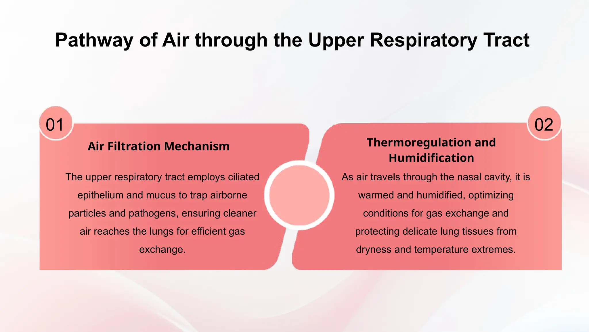 Anatomy of the Respiratory System (1).pptx