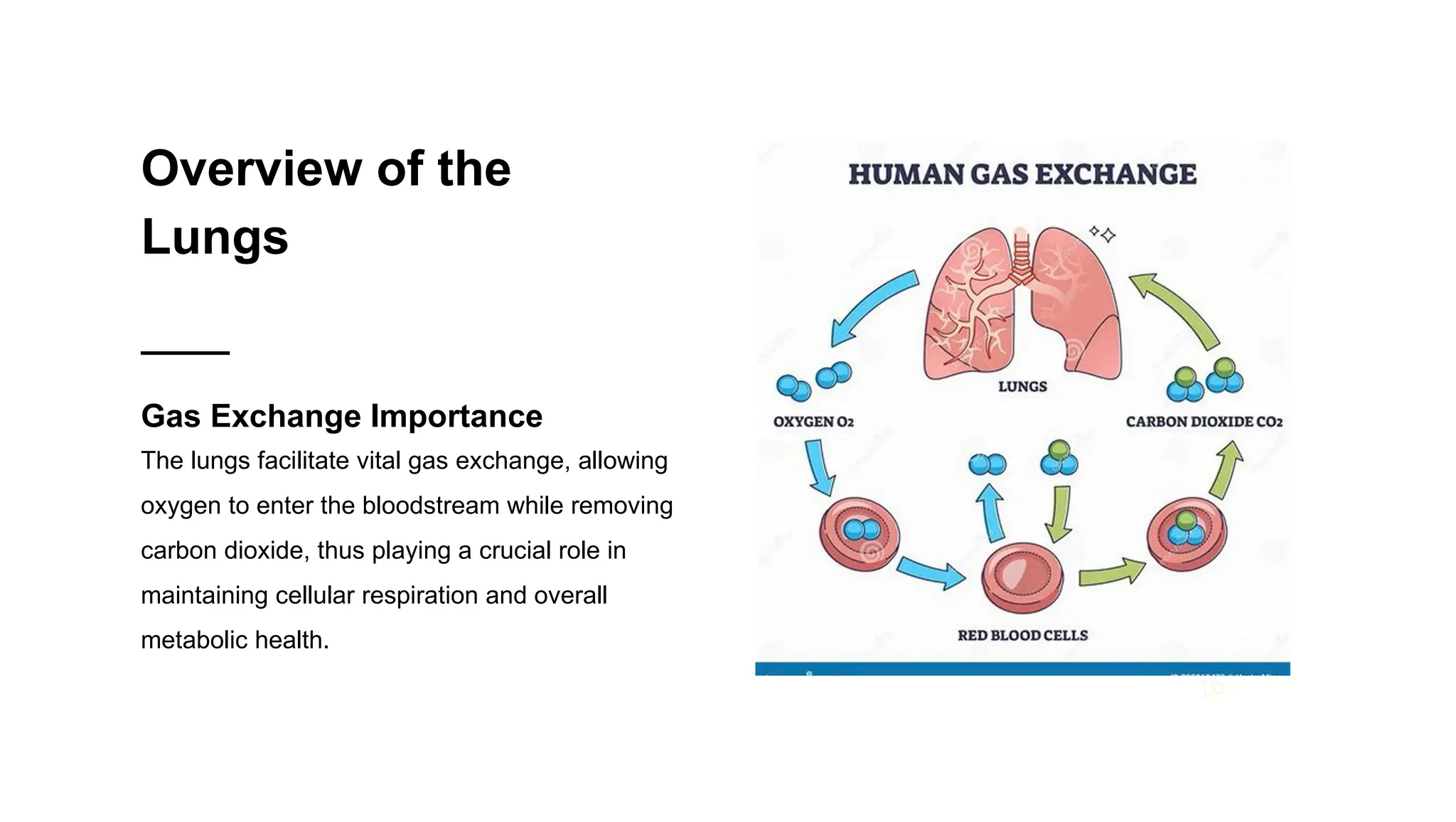 Anatomy of the Respiratory System (1).pptx