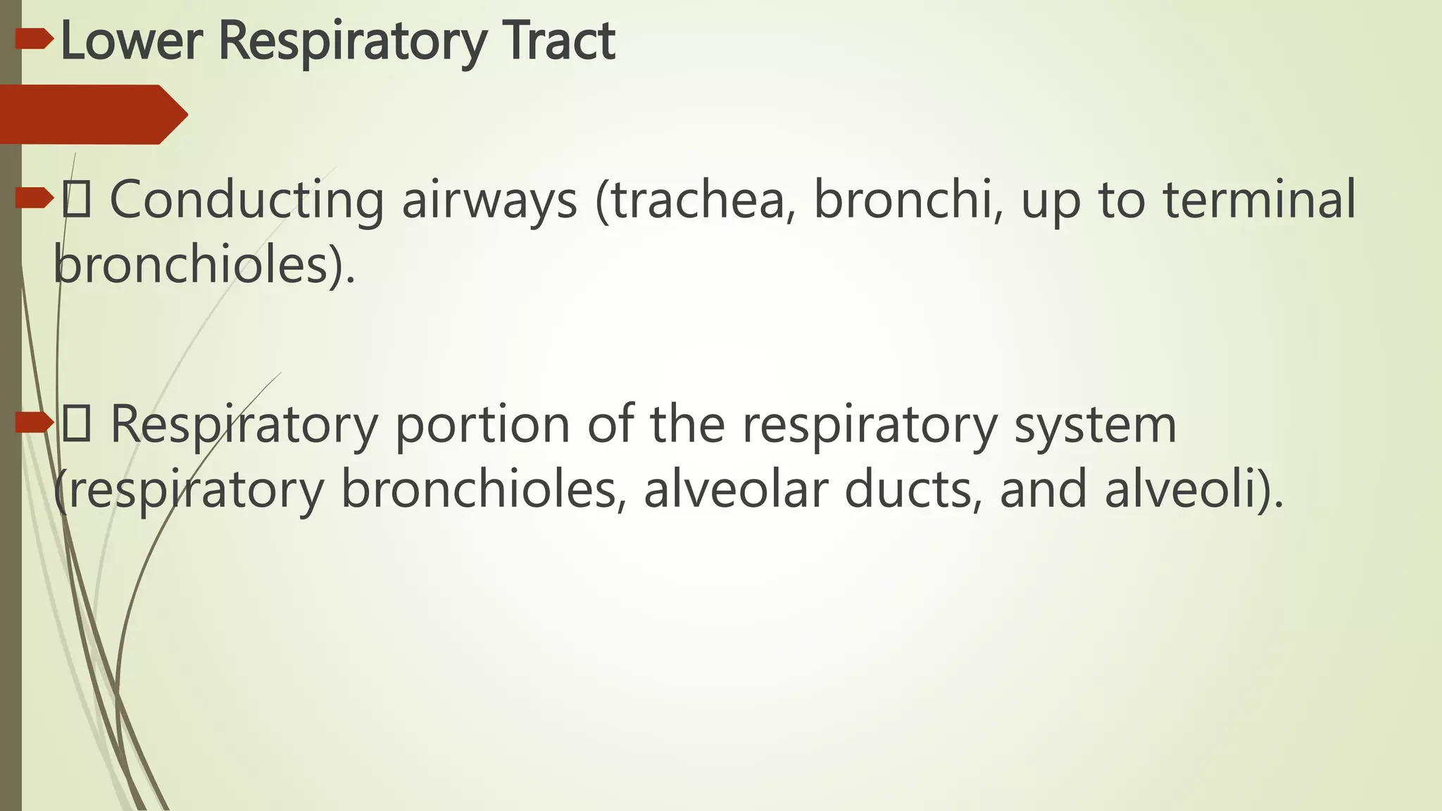 ANATOMY OF THE RESPIRATORY SYSTEM for students.pptx