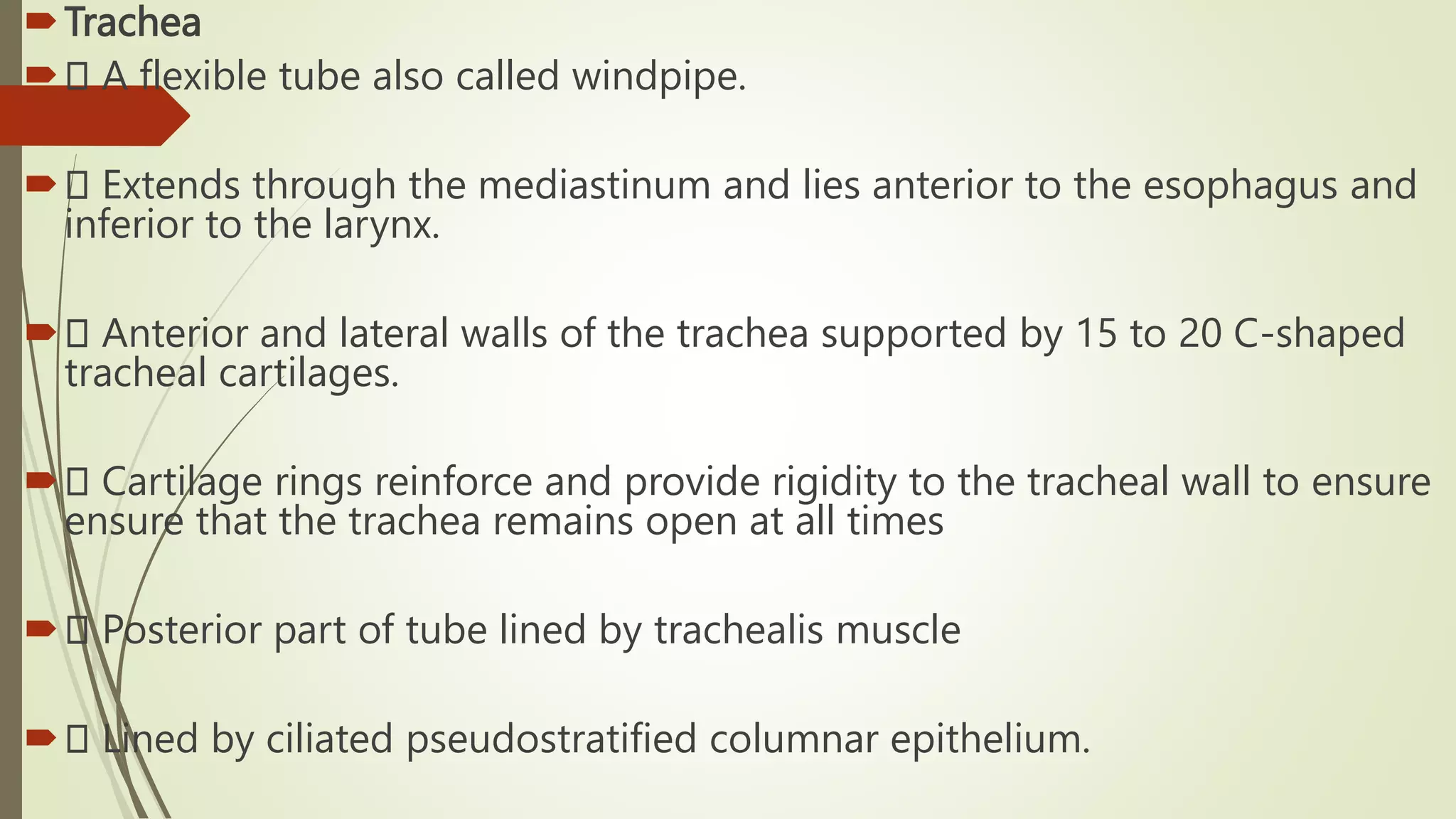 ANATOMY OF THE RESPIRATORY SYSTEM for students.pptx