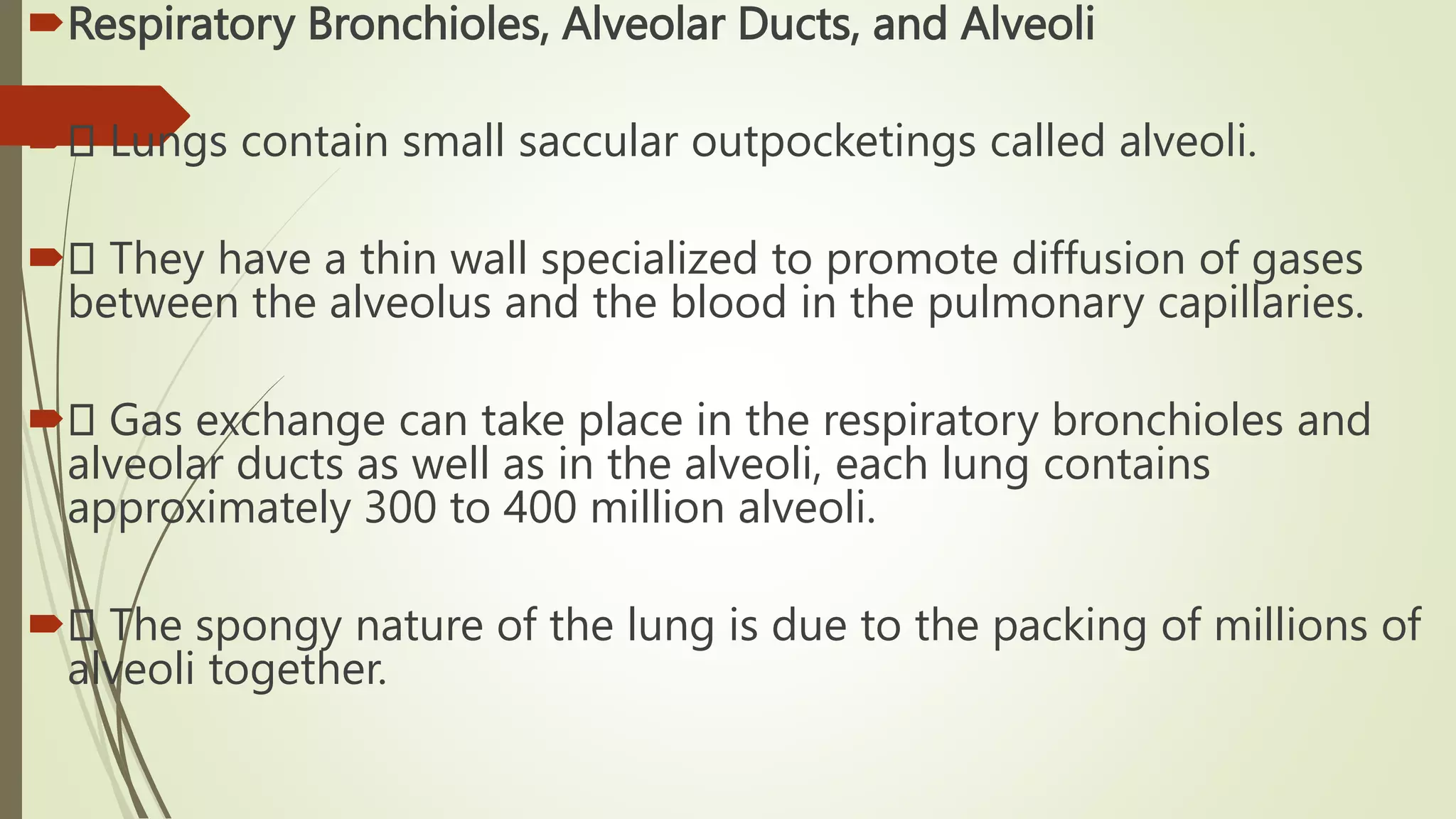 ANATOMY OF THE RESPIRATORY SYSTEM for students.pptx