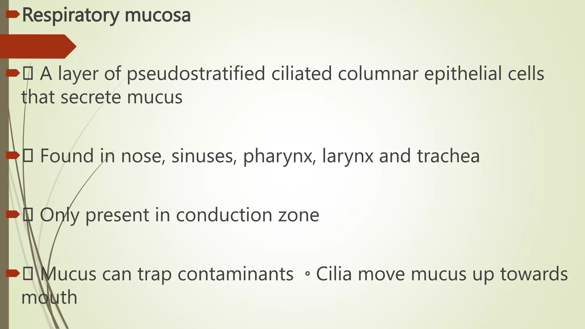 ANATOMY OF THE RESPIRATORY SYSTEM for students.pptx