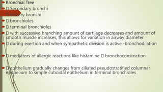 ANATOMY OF THE RESPIRATORY SYSTEM for students.pptx