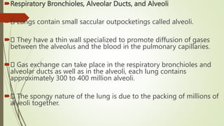 ANATOMY OF THE RESPIRATORY SYSTEM for students.pptx