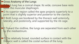 ANATOMY OF THE RESPIRATORY SYSTEM for students.pptx