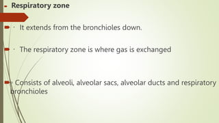 ANATOMY OF THE RESPIRATORY SYSTEM for students.pptx
