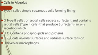 ANATOMY OF THE RESPIRATORY SYSTEM for students.pptx
