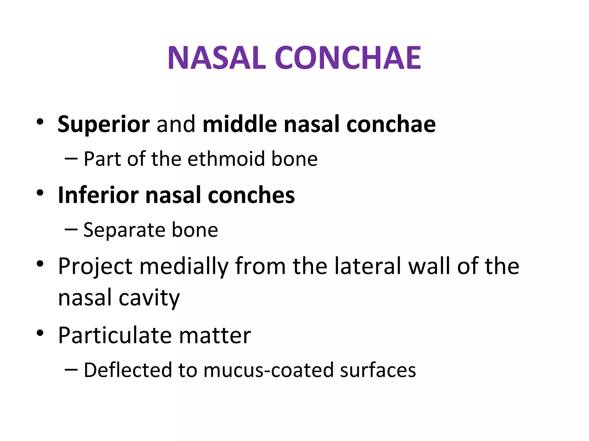 Anatomy of the respiratory tract | PPT