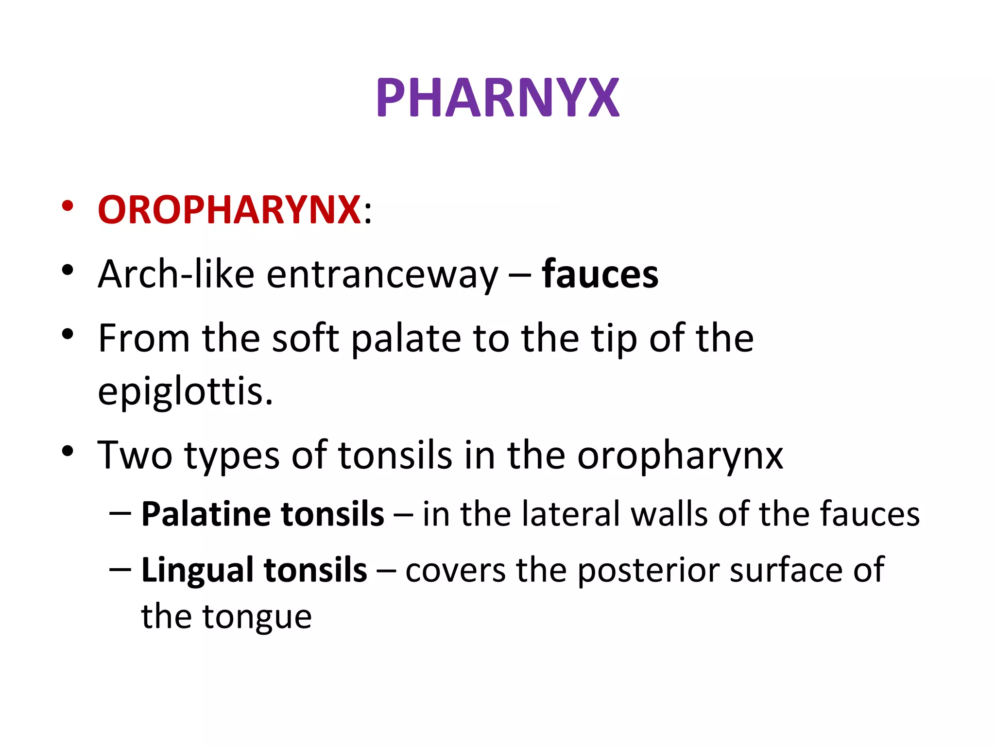 Anatomy of the respiratory tract | PPT
