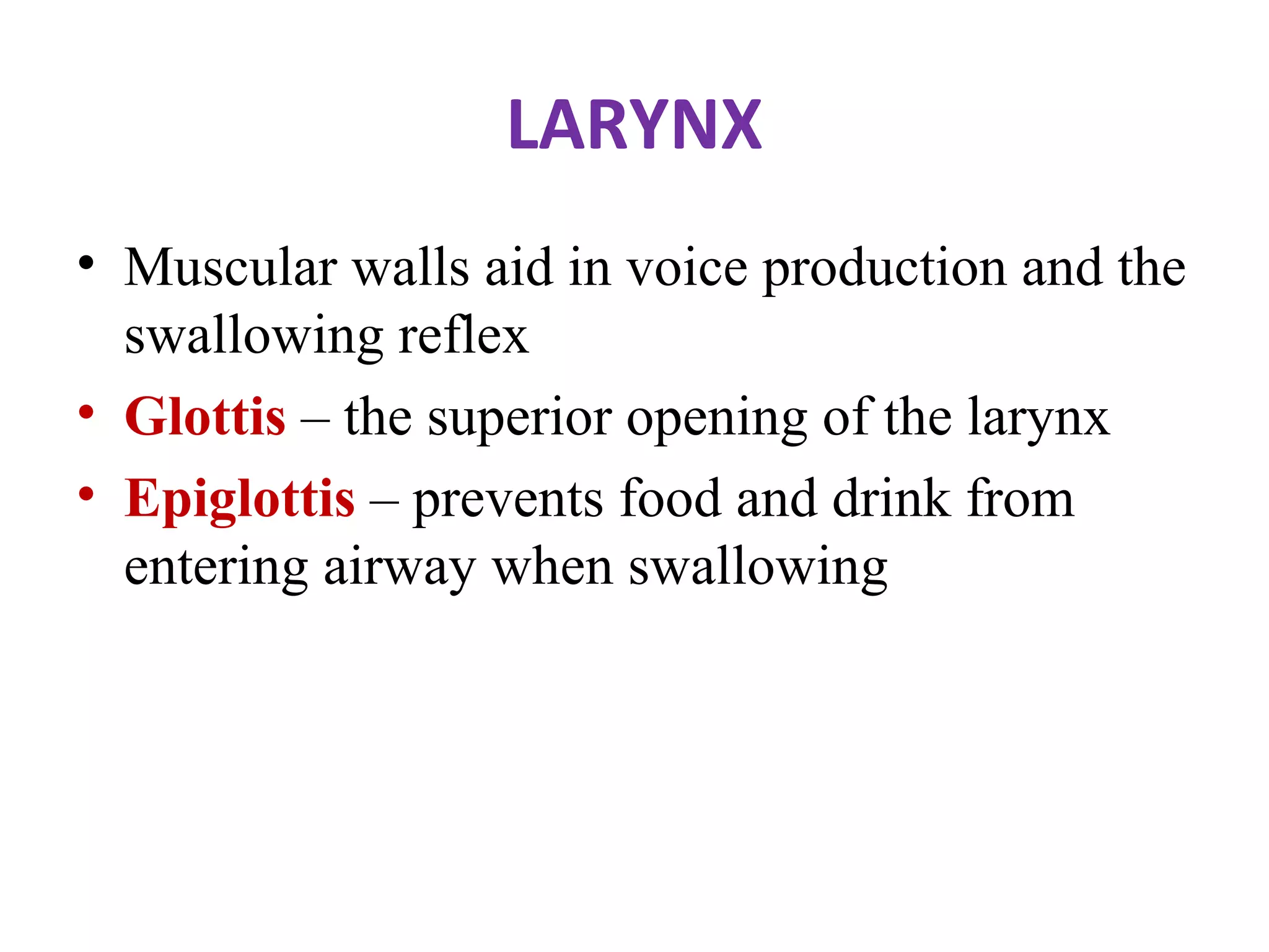 Anatomy of the respiratory tract | PPT