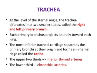 Anatomy of the respiratory tract | PPT