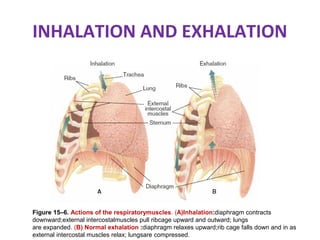 Anatomy of the respiratory tract | PPT