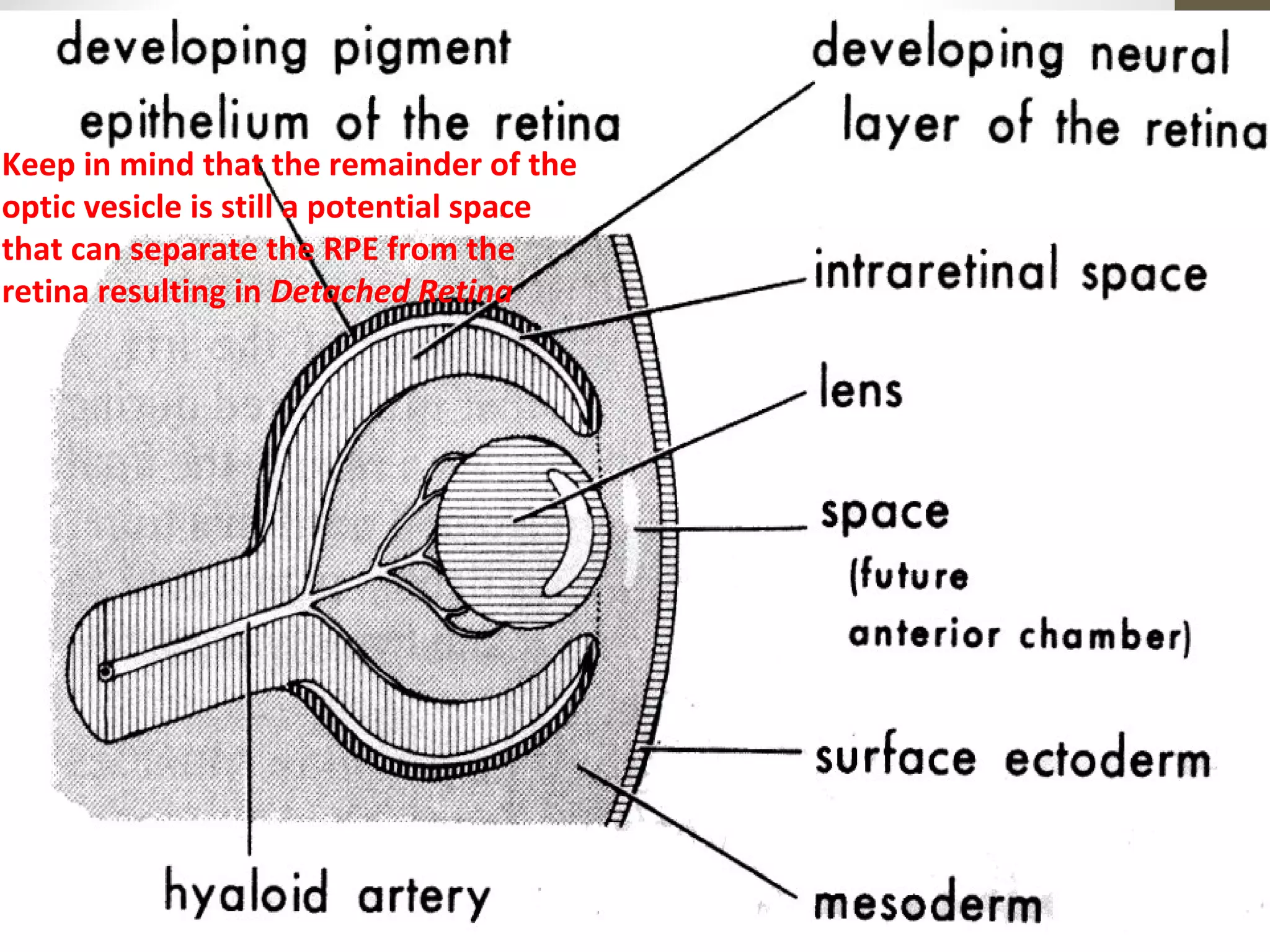 Anatomy of the retina | PPT