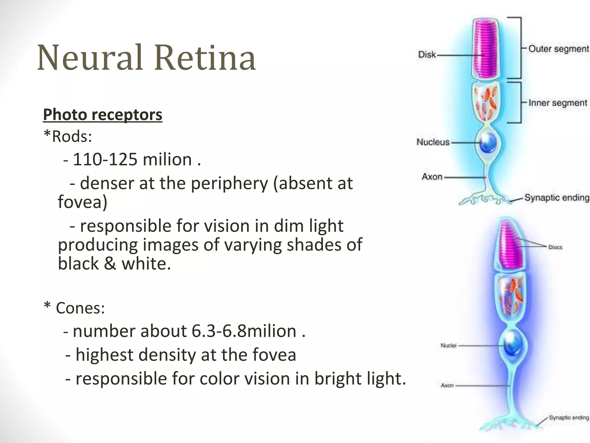 Anatomy of the retina | PPT