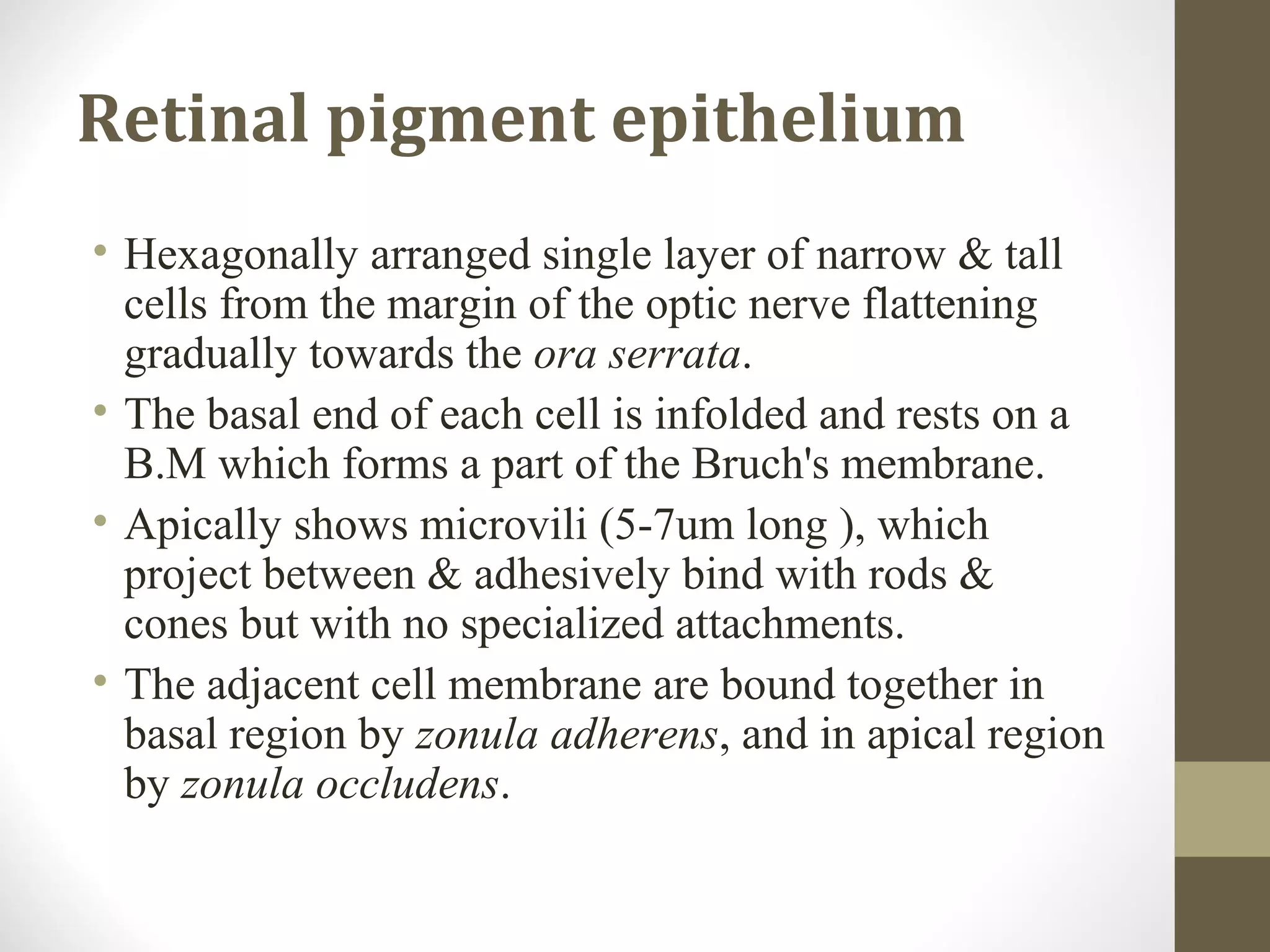 Anatomy of the retina | PPT