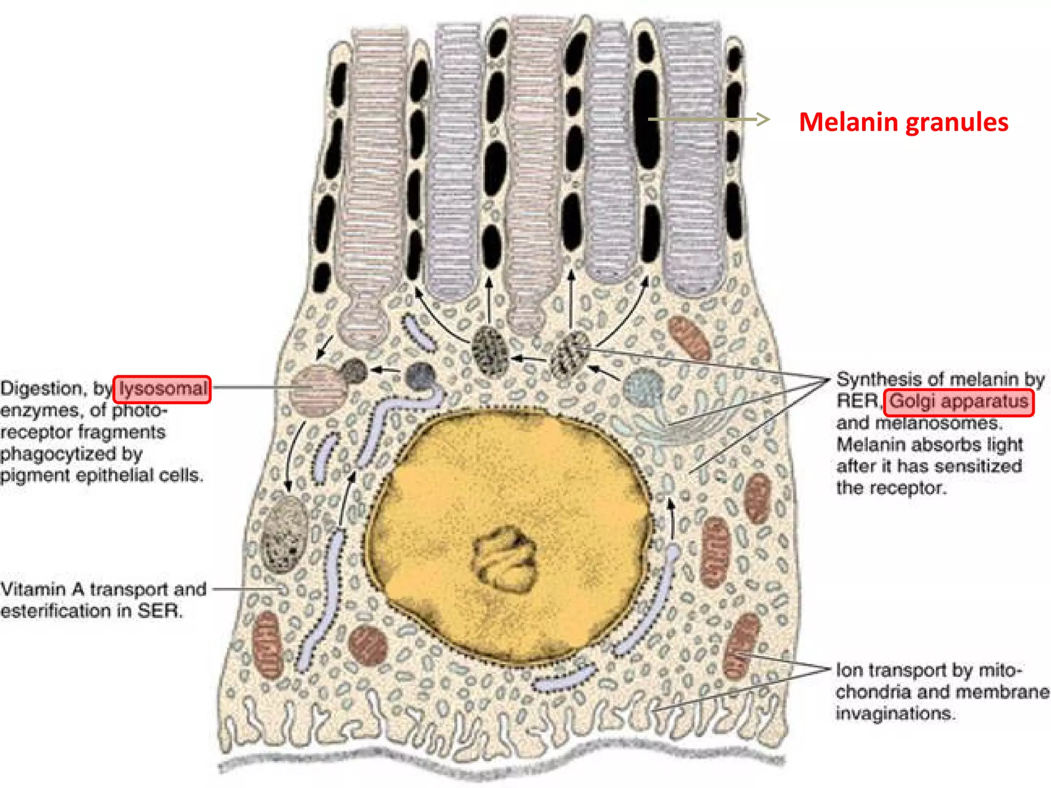 Anatomy of the retina | PPT