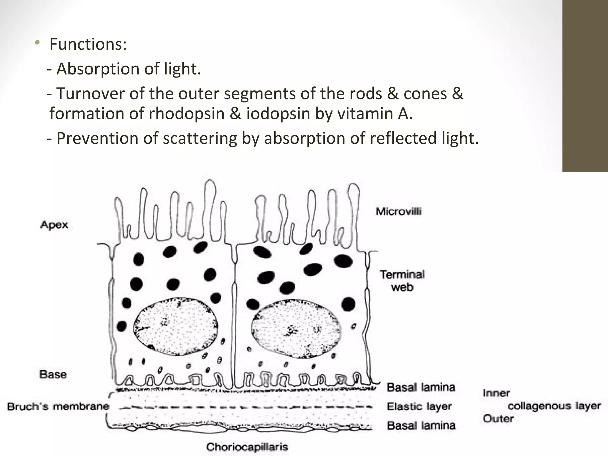 Anatomy of the retina | PPT