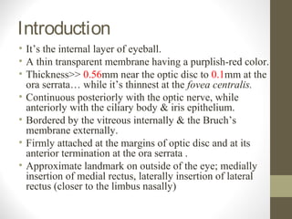 Anatomy of the retina | PPT