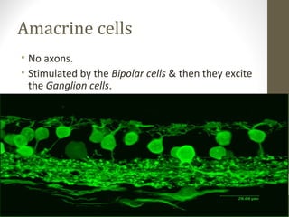Anatomy of the retina | PPT