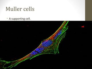 Anatomy of the retina | PPT