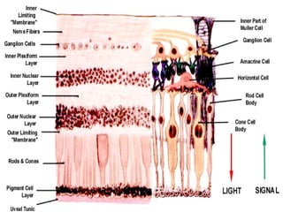 Anatomy of the retina | PPT