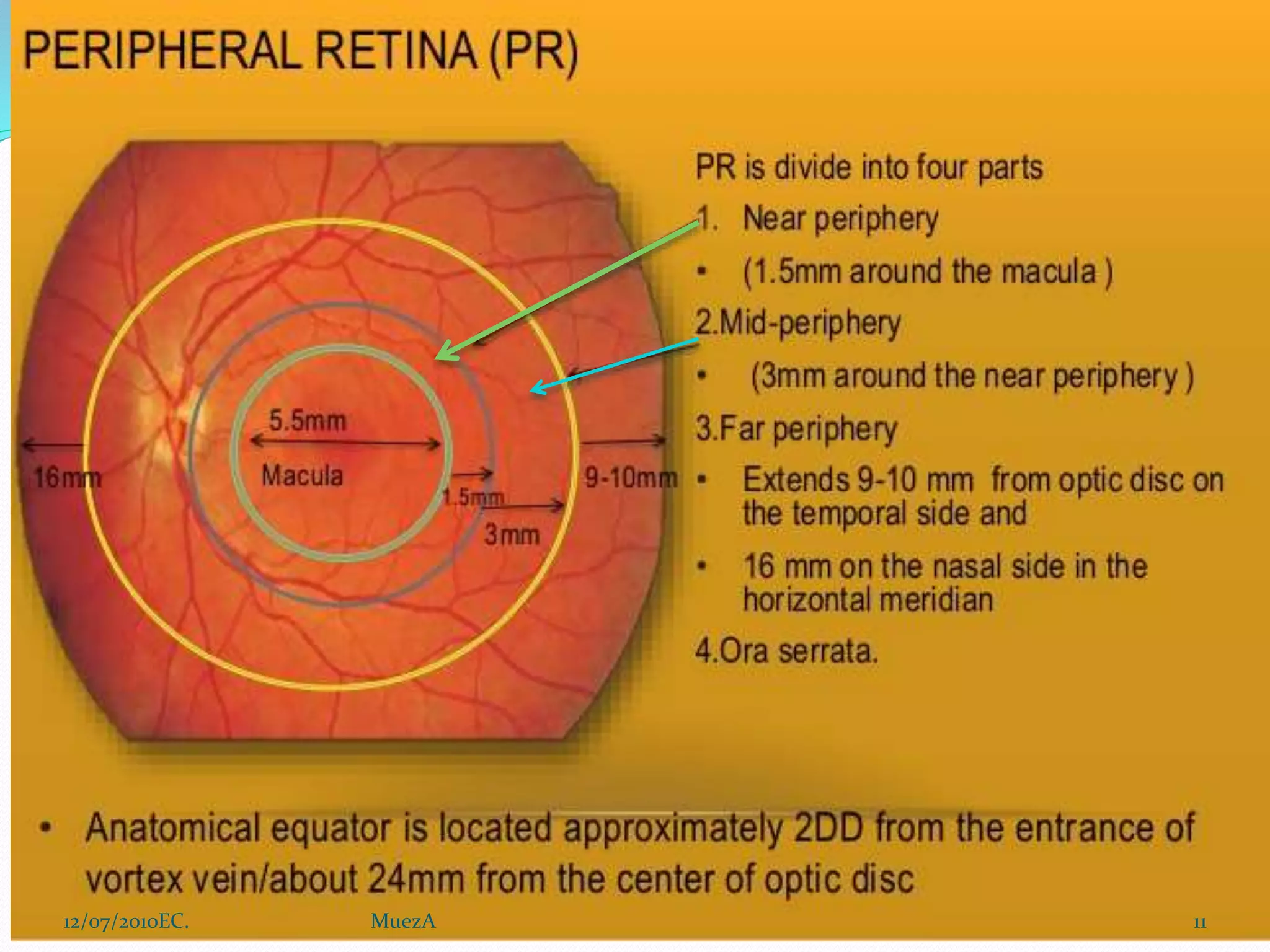 Anatomy of the Retina.pptx